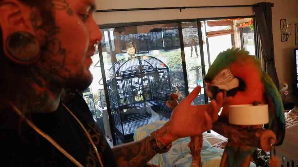 The heart-stopping mission to save a panicked Catalina macaw
