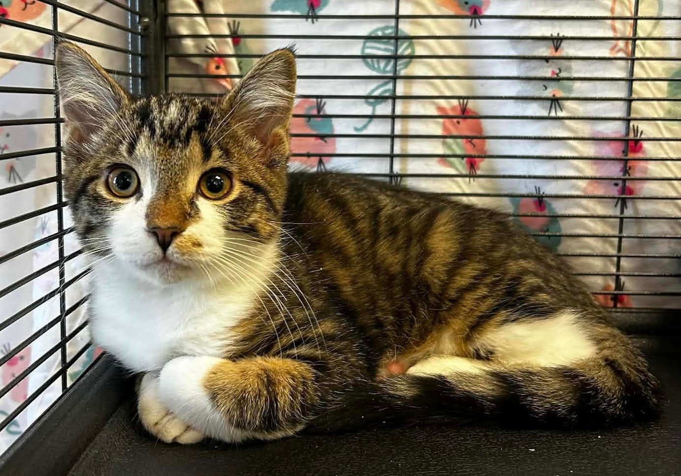 My cat runs funny. Could it be because of his docked tail?