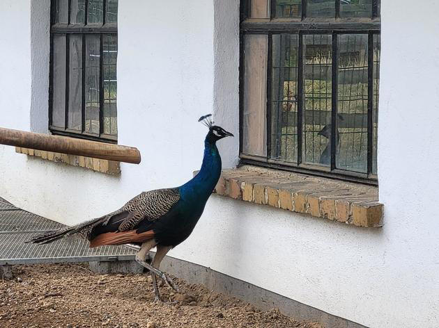 Das war 2025: Falsche Knöllchen, ein entlaufener Pfau und ein großer Knall