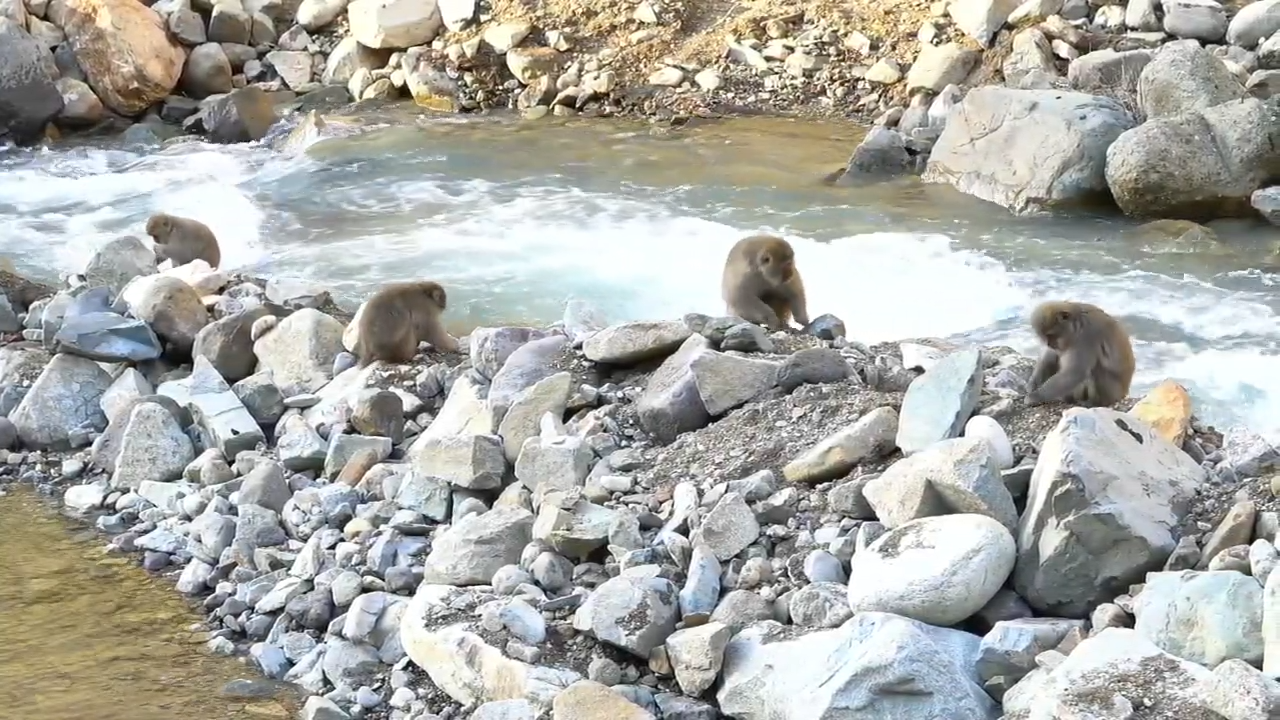 How Japan’s wildlife is fighting back against ecological threats