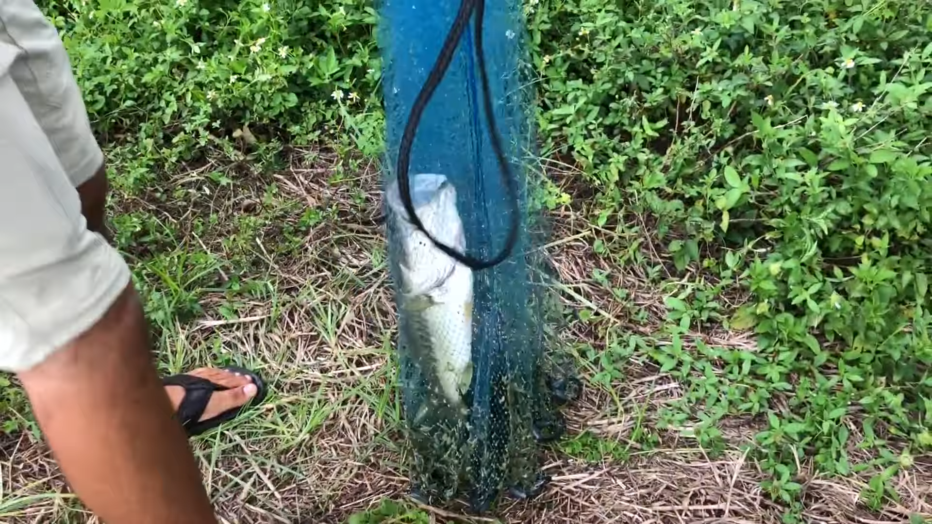 Netting every fish from an abandoned pool
