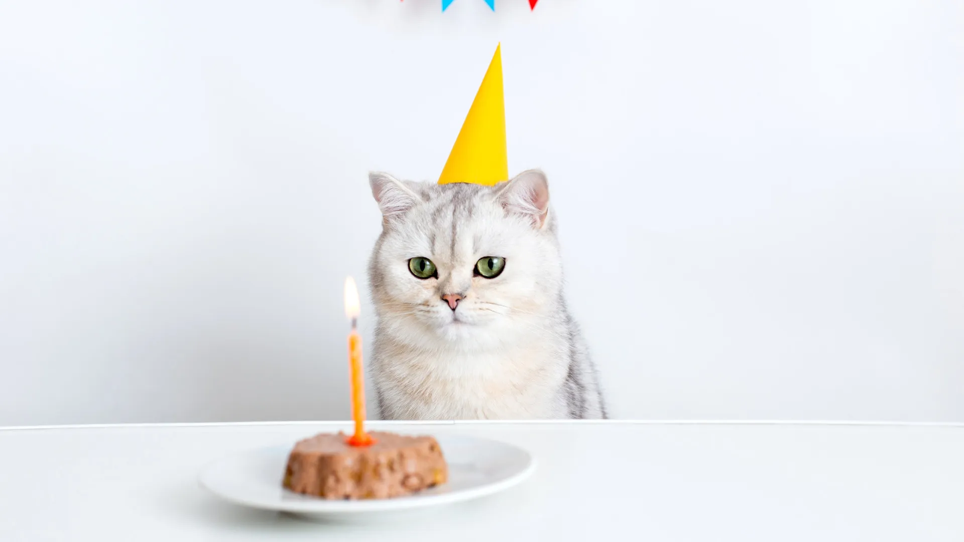 Será que sabe mesmo a idade do seu gato? Aprenda a calcular