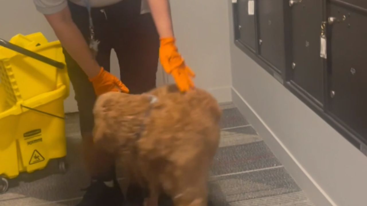 Adorable dog loves to play with the cleaning lady in the building ...