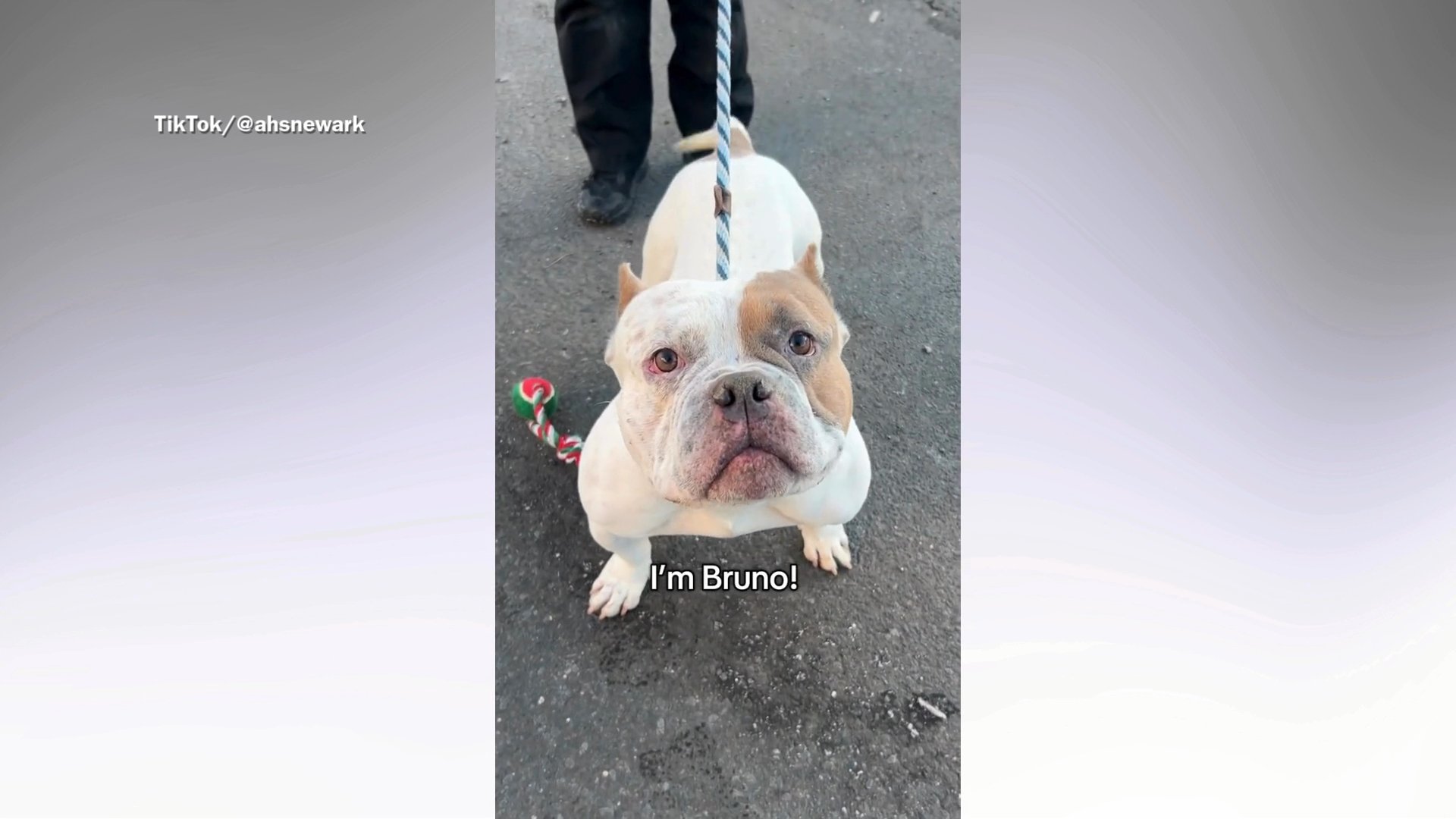 Rescue dog needs a foster home after shelter roof collapsed