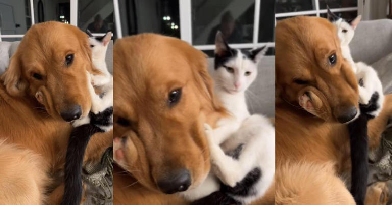 Golden retriever & cat cuddling together labeled 'weirdos' in funny video