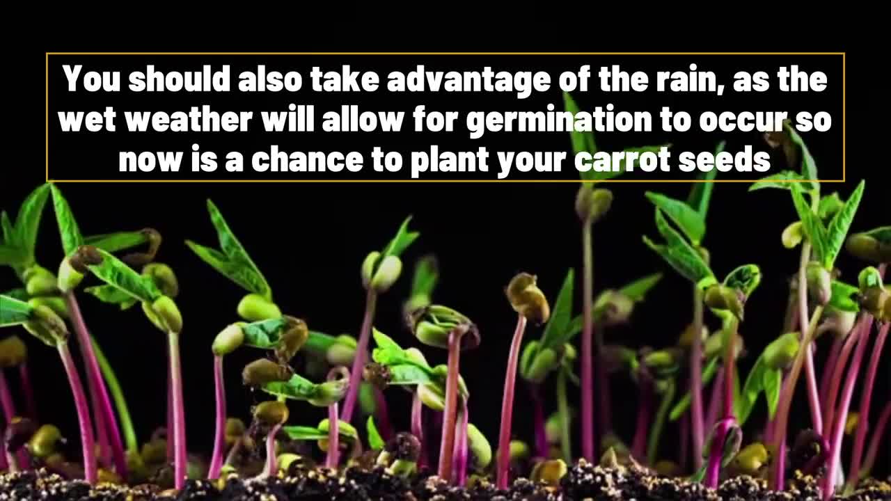 Wintry weather gardening: Sowing for spring success