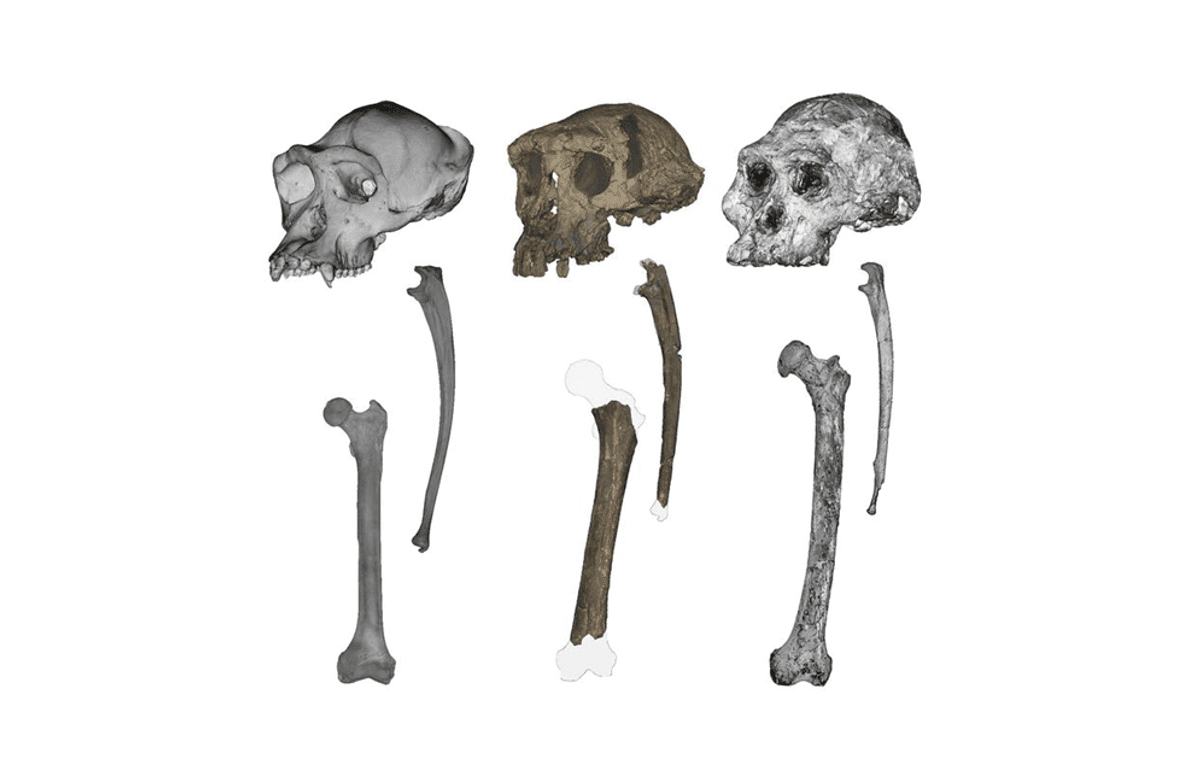 Mysterious 7-million-year-old ape may be earliest hominin to walk on ...