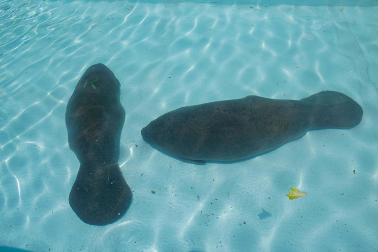 More than 625 manatees died in 2025 in Florida but year also offered hope