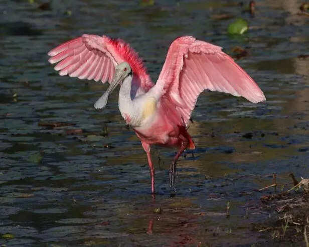 7 real pink animals that feel almost magical