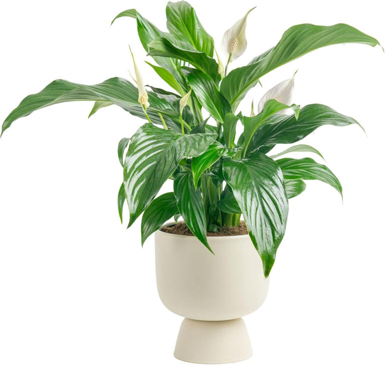 Feng shui experts reveal where to place a peace lily in your home in 2026