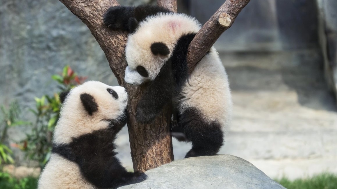 Giant pandas were once endangered. That is no longer the case