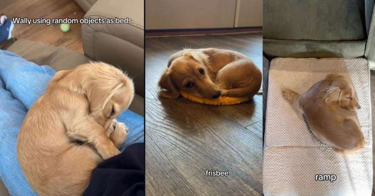 Tiny dog uses random objects as a bed in adorable video