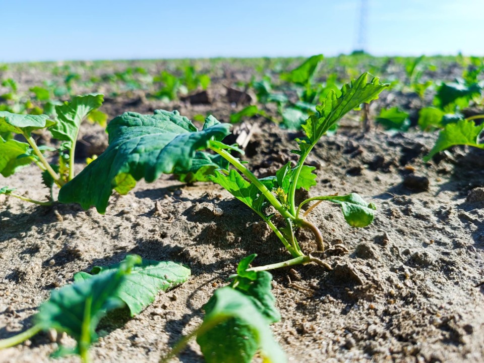Koniec ery umów „na gębę”. Rewolucja w dzierżawie ziemi rolnej już blisko