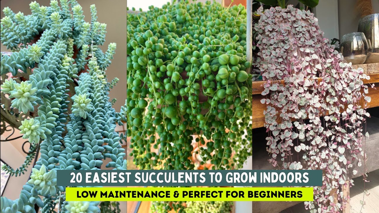 How to grow succulents indoors with minimal effort