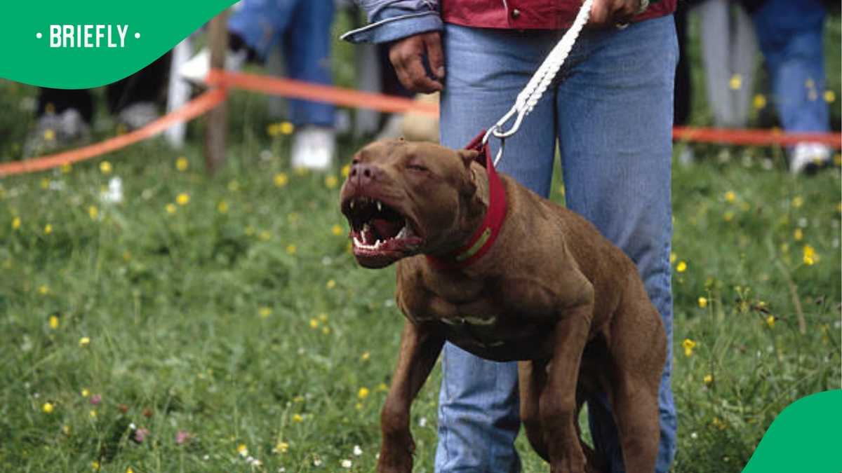 Vryburg man succumbs to injuries after alleged dog attack