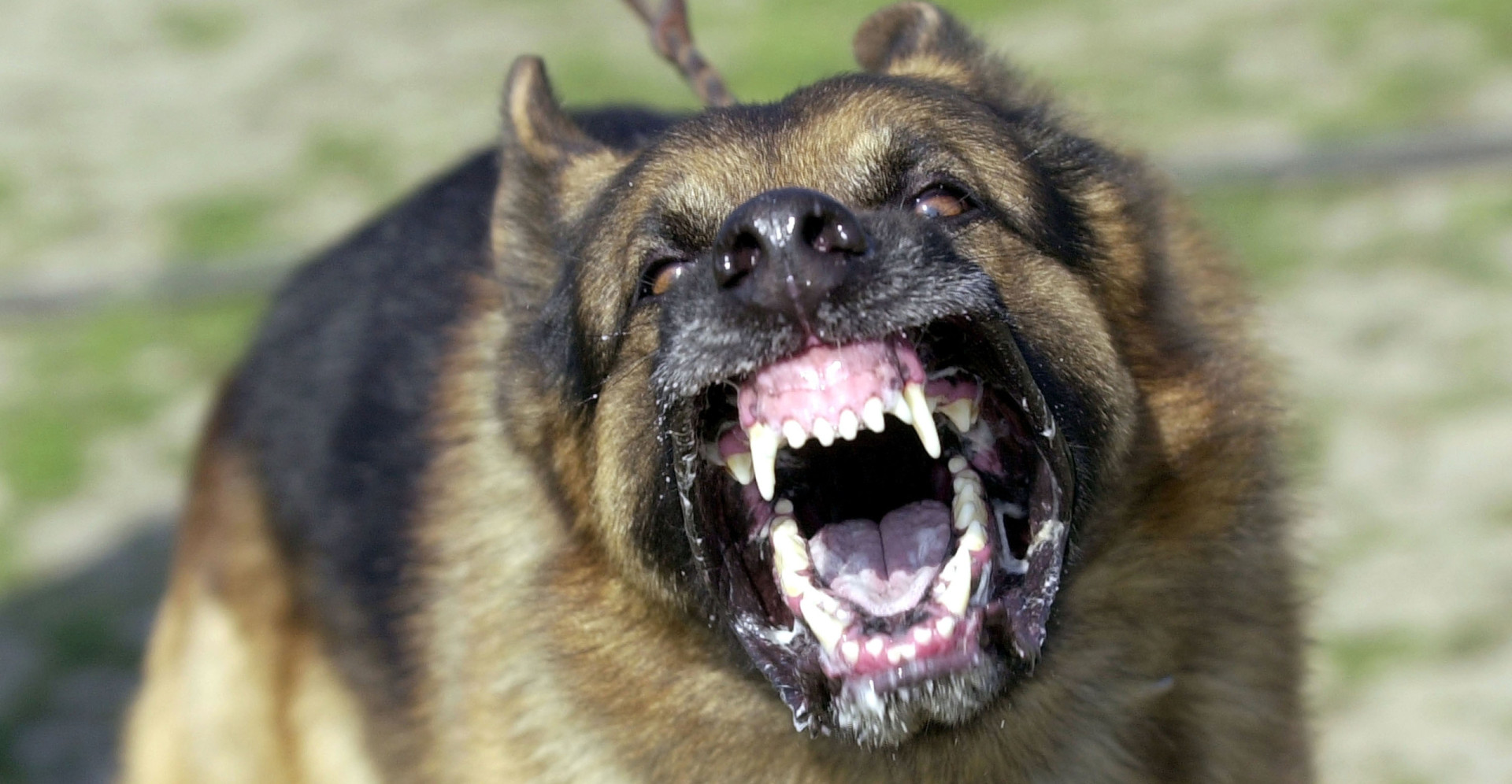 How to survive animal attacks