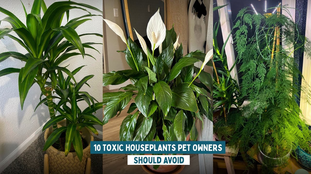 Toxic houseplants that could threaten your furry friends