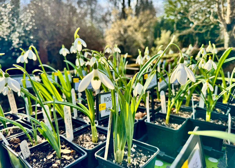 Top gardens to view snowdrops this winter