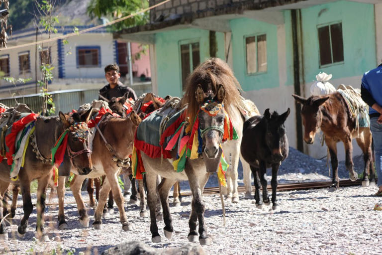 Improved welfare for mules on the horizon