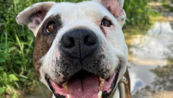 Legato in terrazzo e poi in un box: la vita dura di Bueno