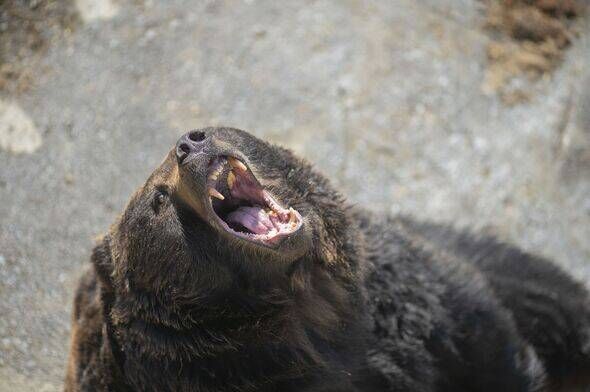 Bear rips pensioner's head off while he was picking mushrooms