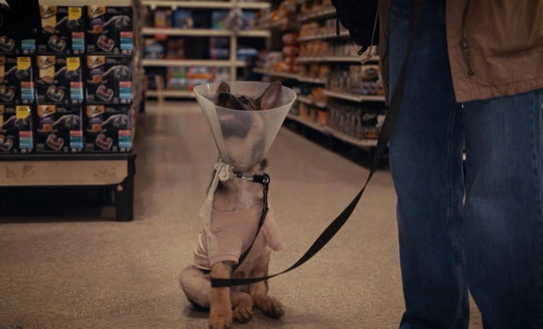 ‘Bestest boy’: Three-legged puppy saved by Fresno rescue, seeking home