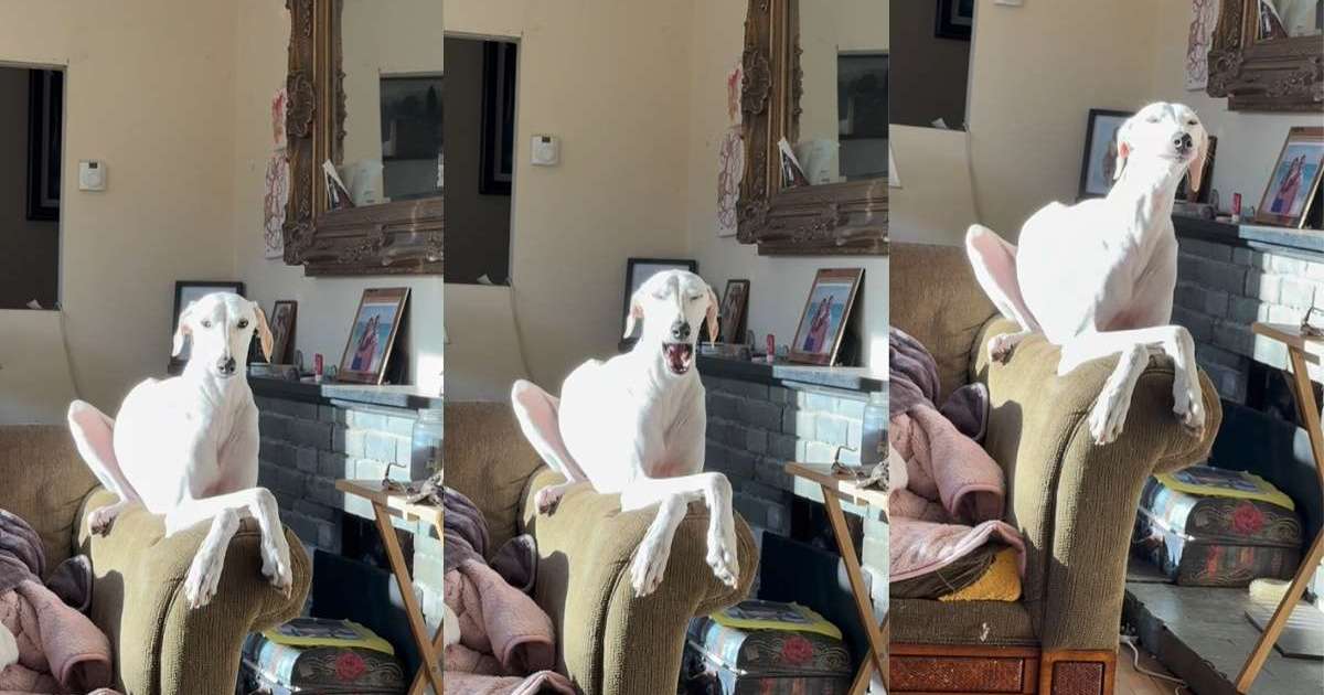 Video: Dog sunbathing while 'perched' on a sofa will brighten your day