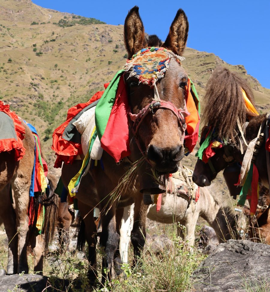 Improved welfare for mules on the horizon