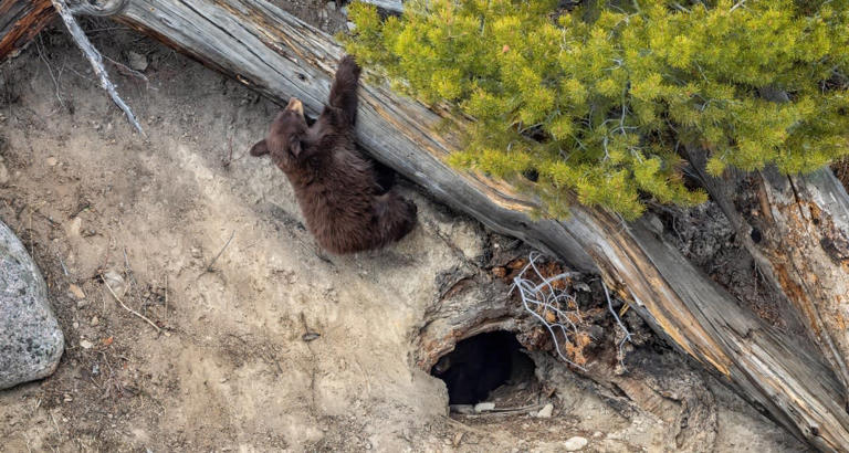 Wildlife filmmaker forgot cameras inside grizzly dens — 10 years later ...