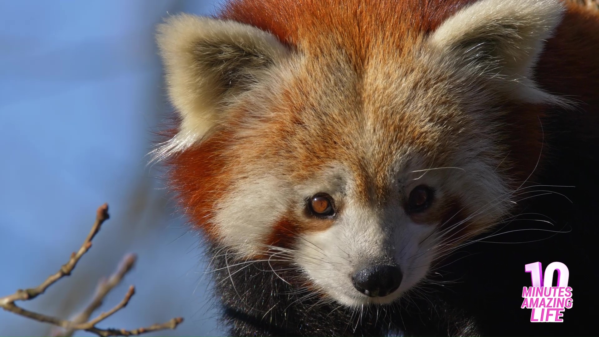 Een rode panda geobserveerd tijdens het rusten