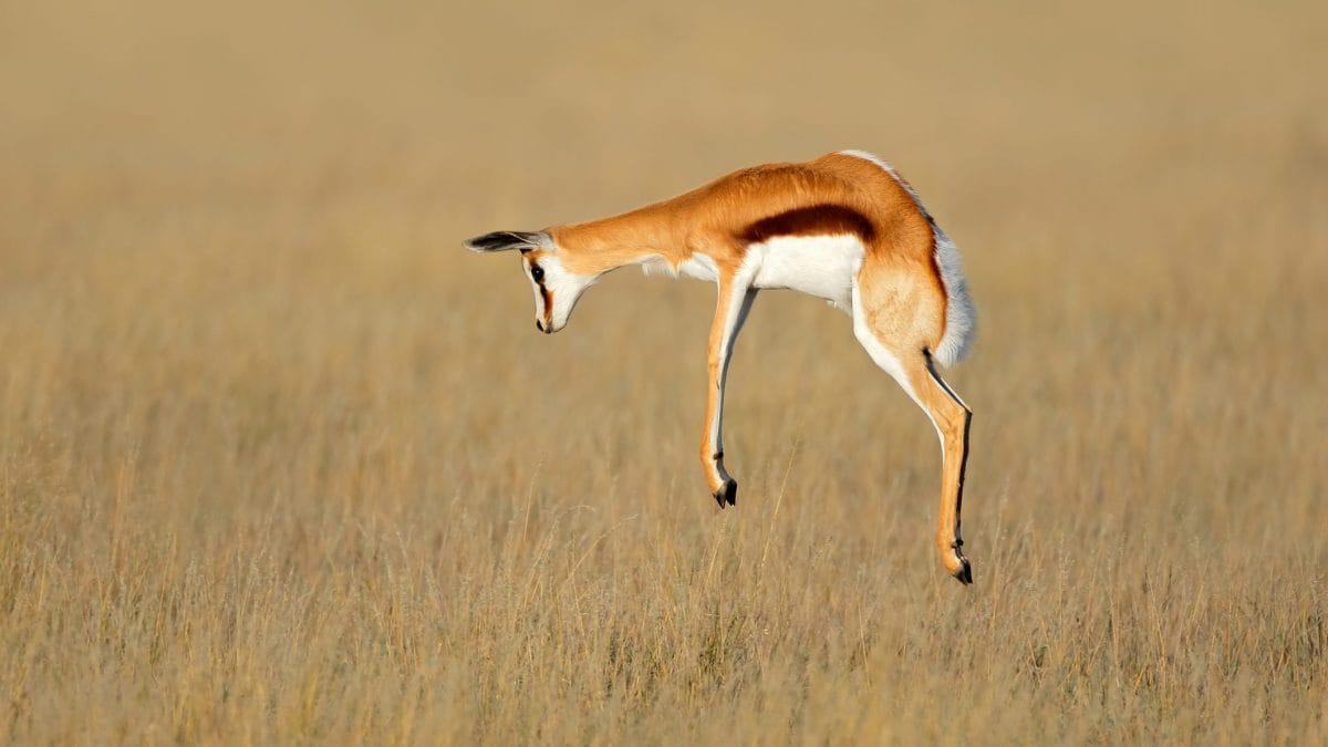 Come funziona e a cosa serve lo stotting delle gazzelle