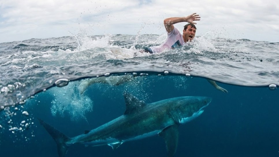 Can sharks really smell fear or is that just a myth?