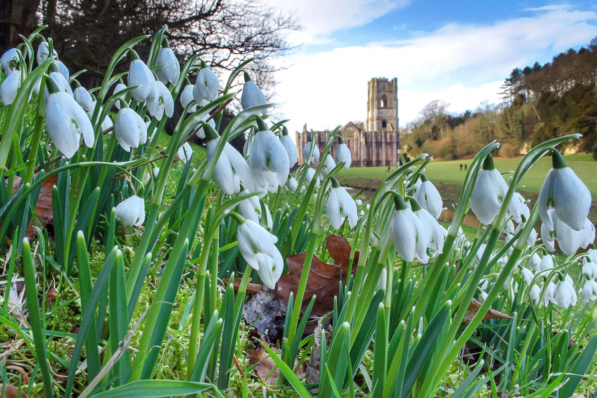 Top gardens to view snowdrops this winter
