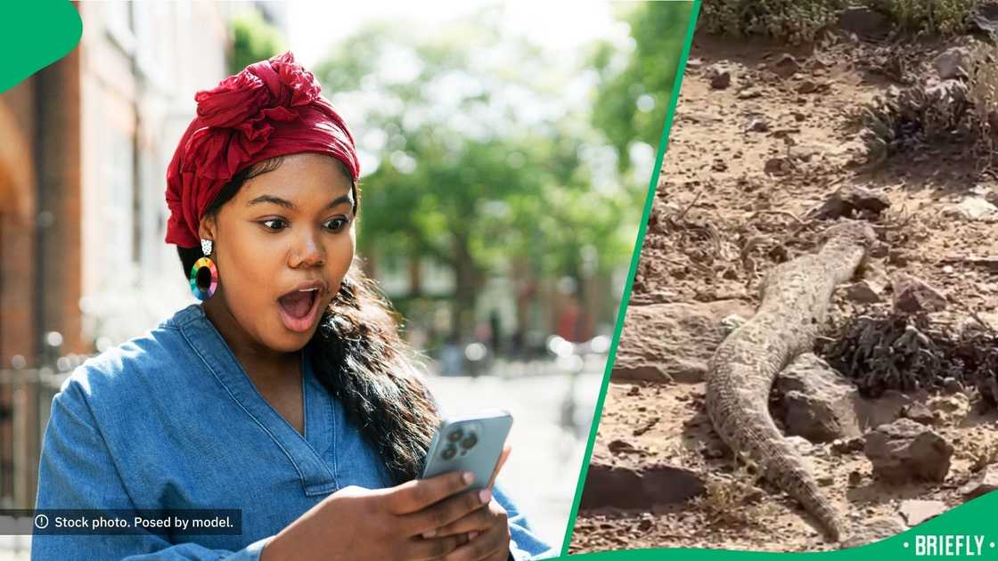 "One bite, and it's game over": Most liked snake of 2025 gives SA the ...