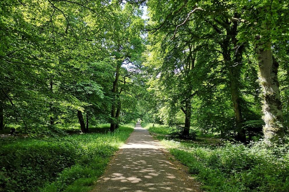 Public paths are closed down due to dying trees in two of Milton Keynes ...