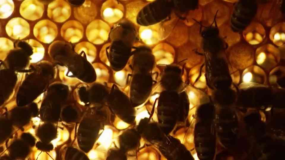 Why ants and bees dominate without individual power