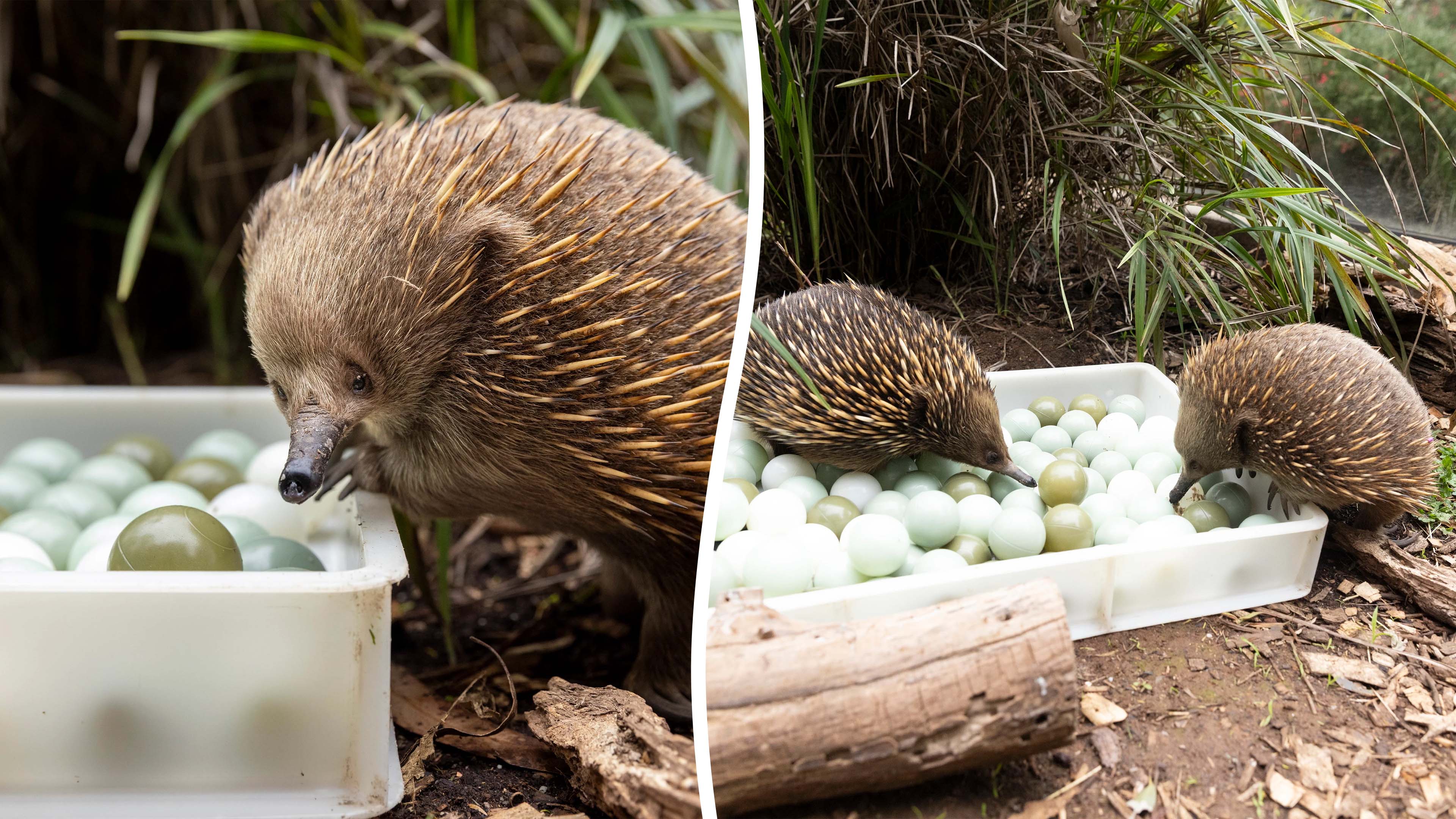 Adorable echidna named Snoopy marks 40 years at sanctuary