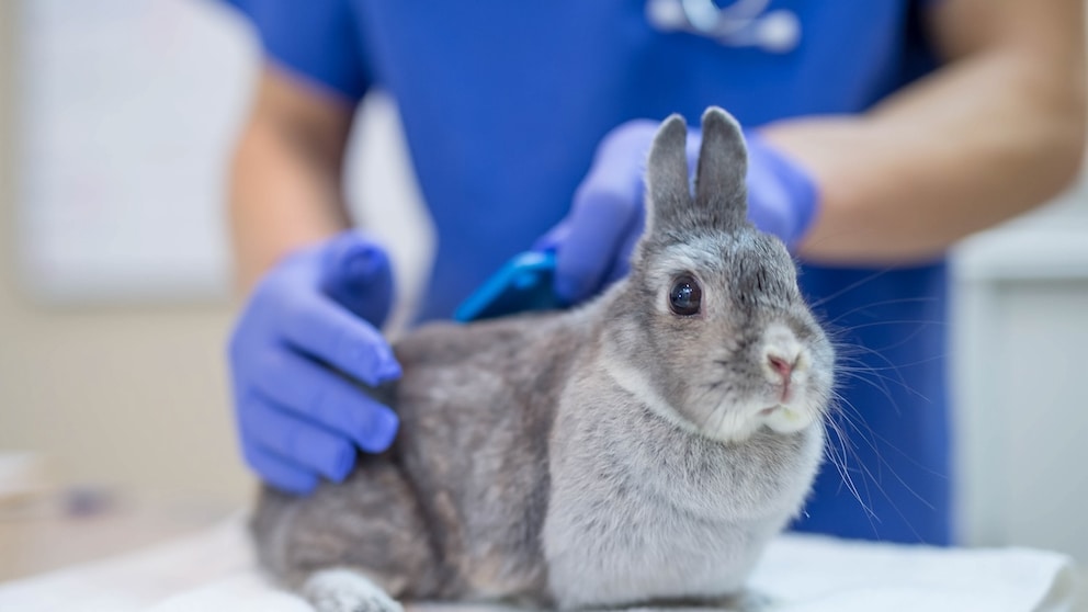 When it makes sense to neuter a rabbit