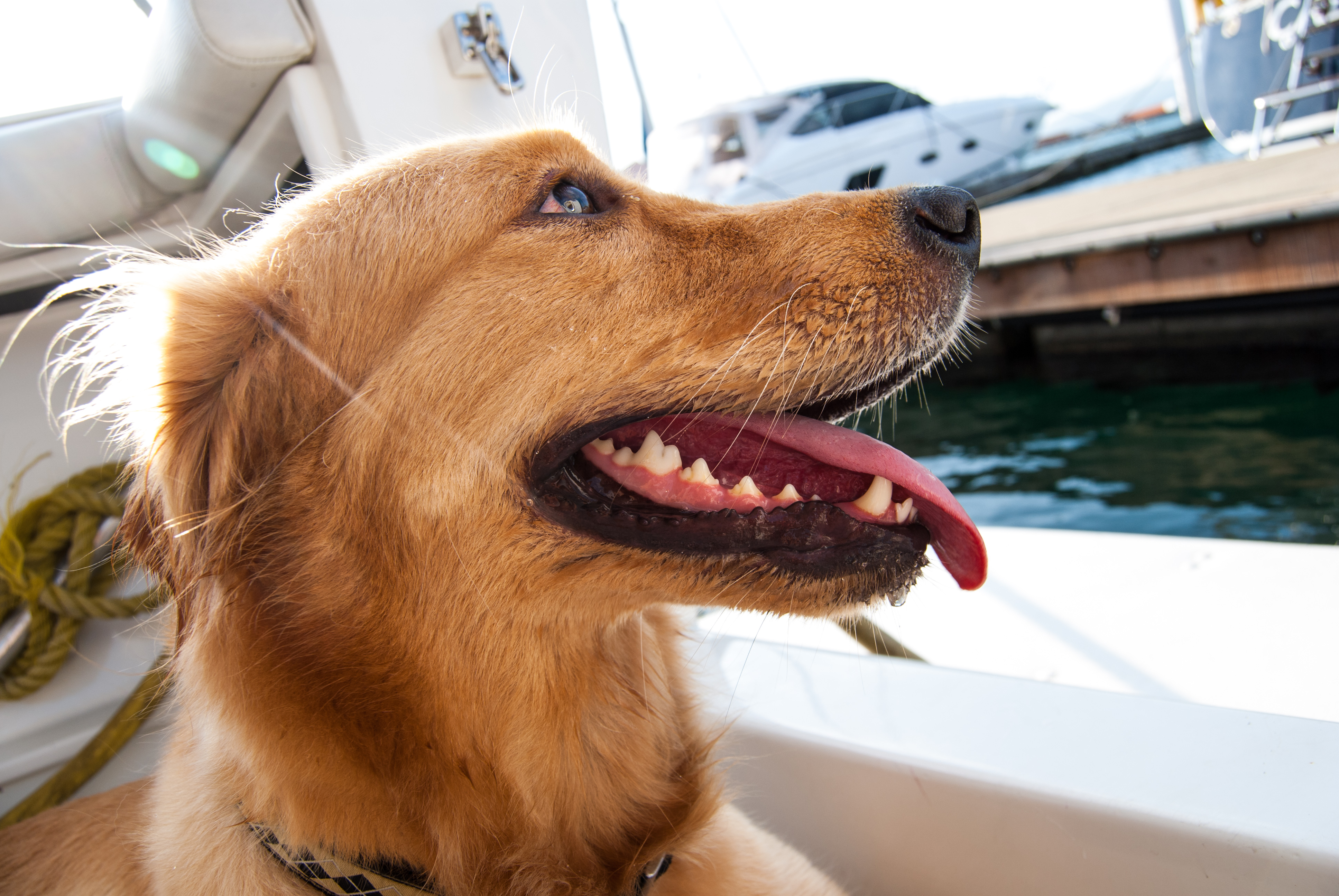 Tears as 14-year-old Akita starts over before Christmas