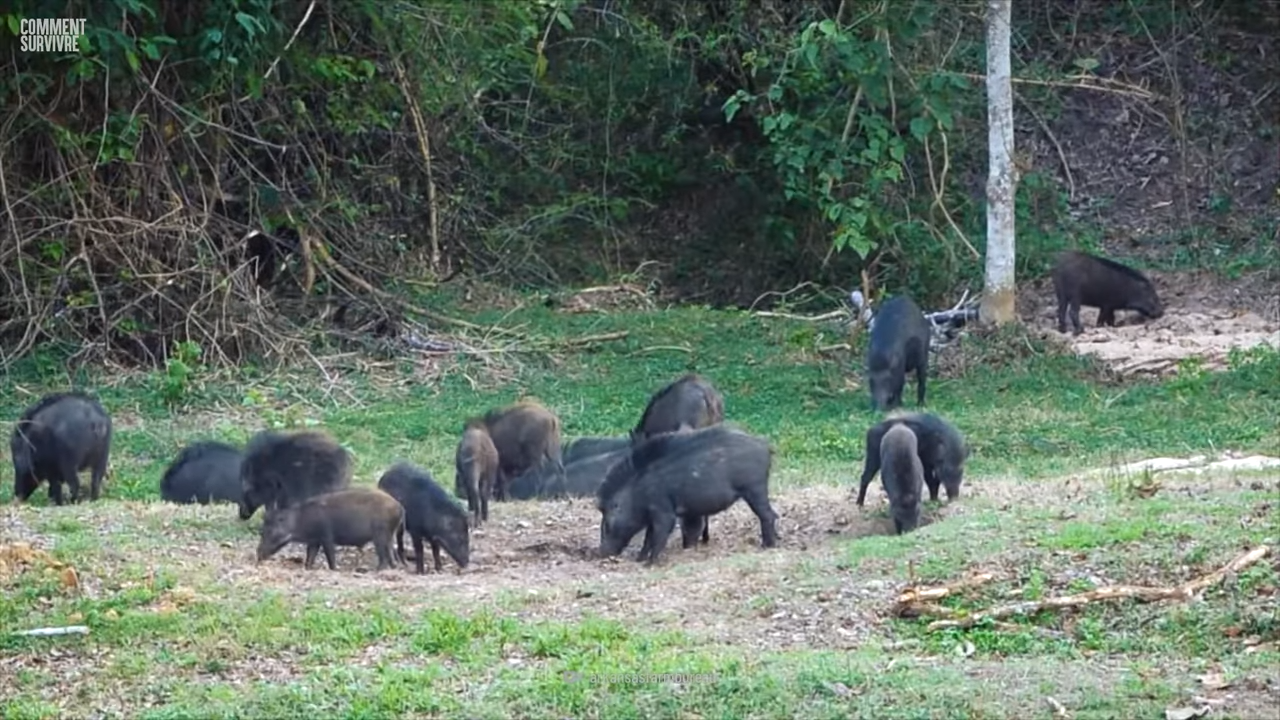 Comment survivre à une attaque de sanglier