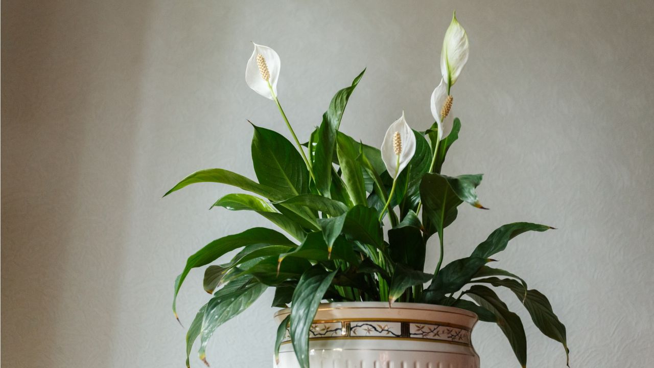 Feng shui experts reveal where to place a peace lily in your home in 2026