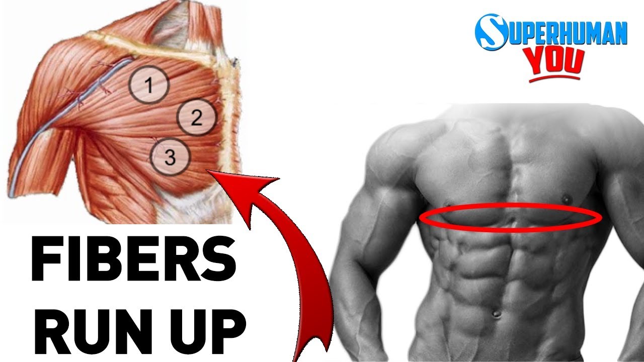 How to build a bigger lower chest