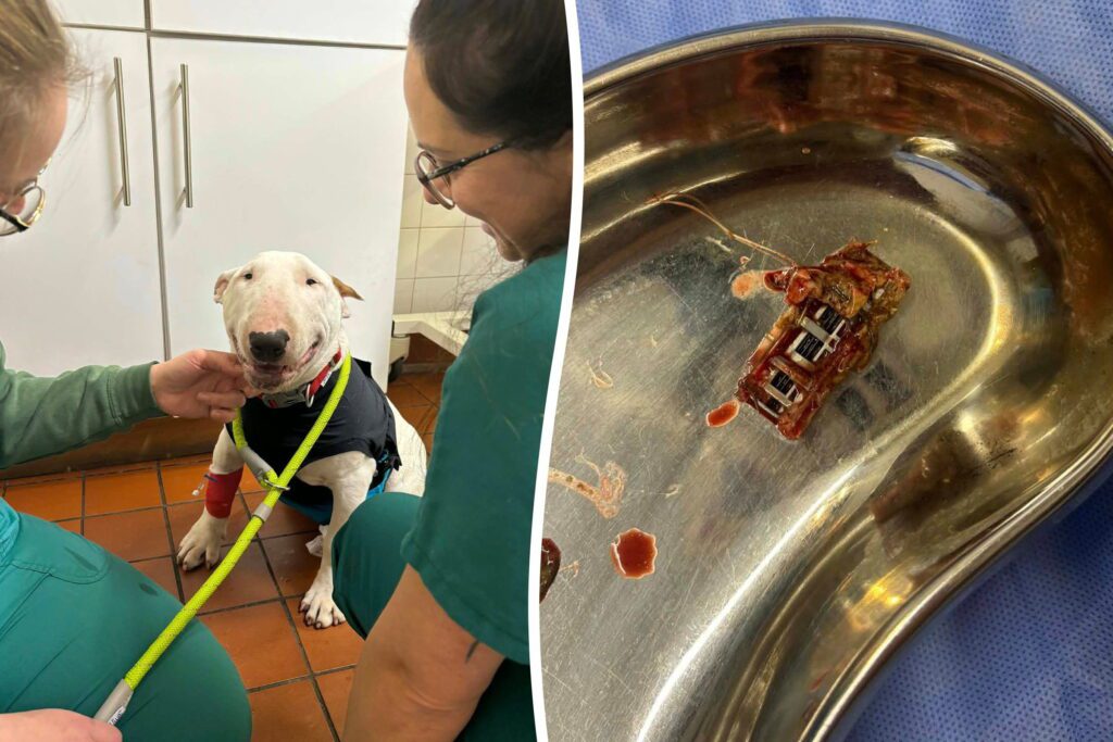 Puppy has close shave after swallowing owner’s razor blade