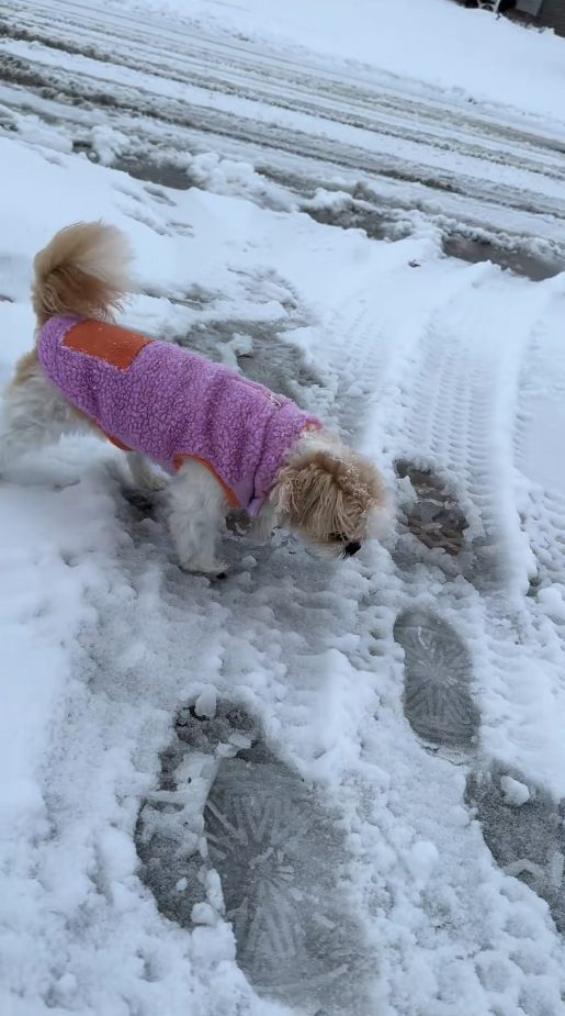Stella makes her feelings about snow clear