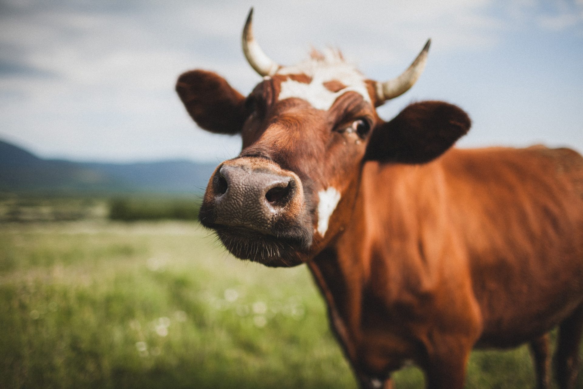 Fighting hunger with science: The man-made cow breed explained