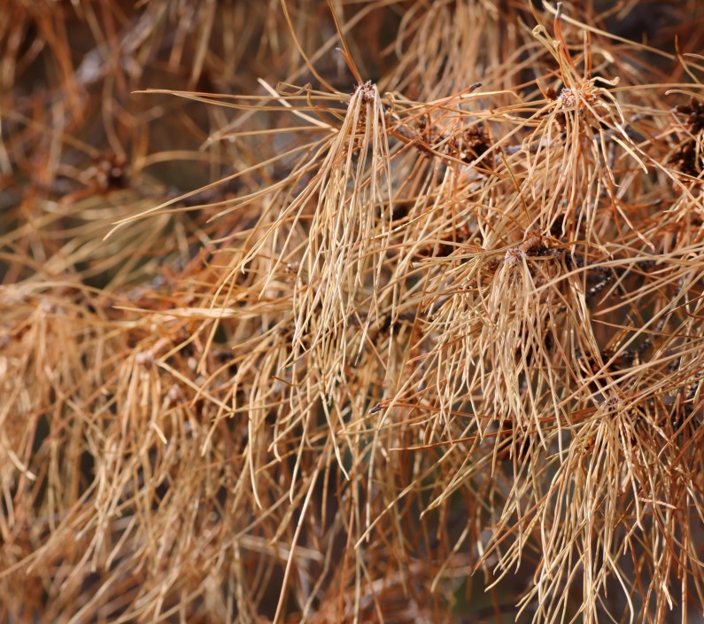 Wyoming's forests are now dominated by 'ghost forests': What this means