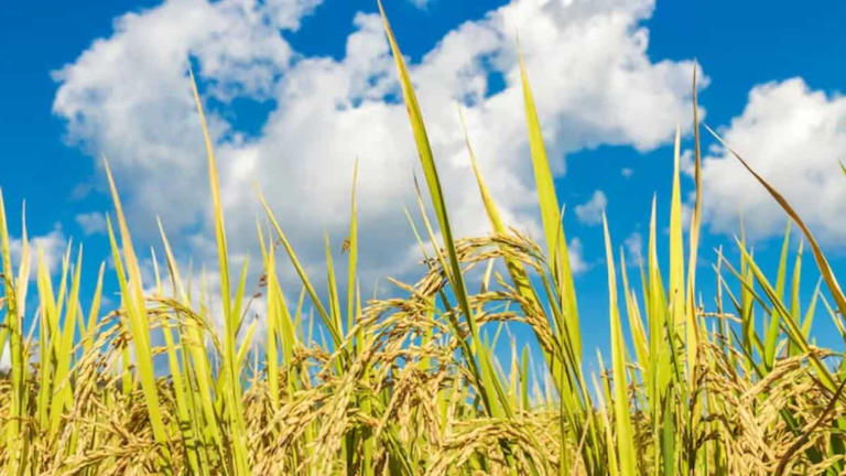 Open fire Pongal cooking: Why this ancient method still wins