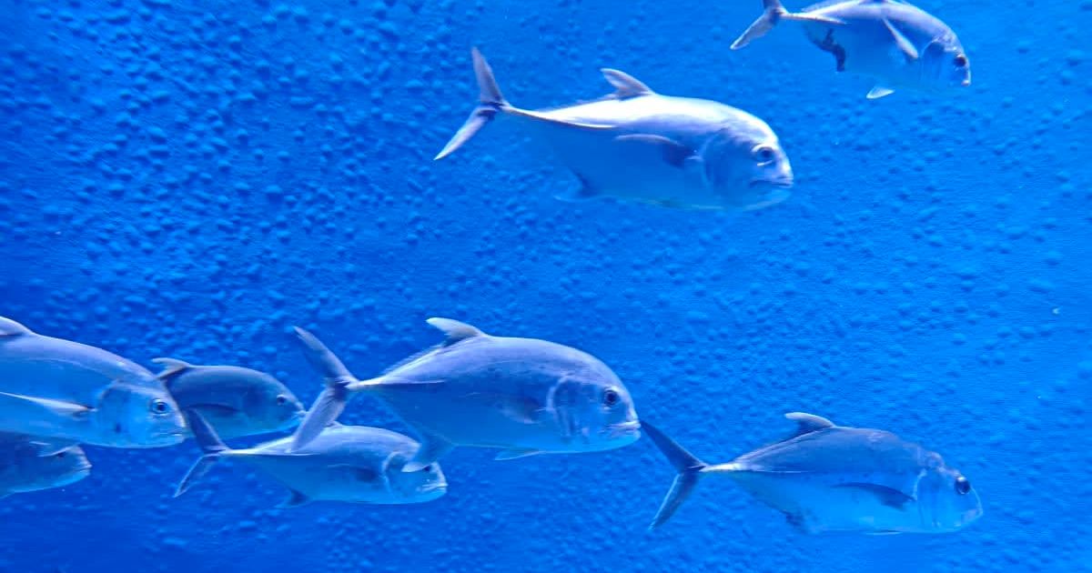 Marine fossils reveal surprising ocean comeback after facing deadliest ...