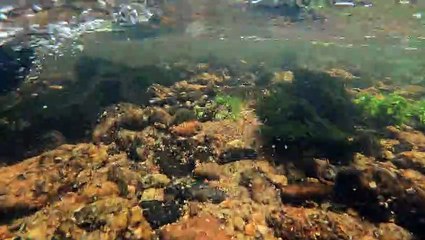 Baby salmon found in the River Teign