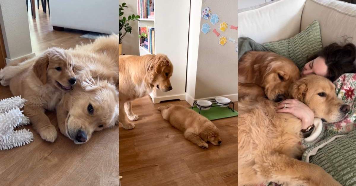 Golden retrievers stick by each other in adorable video